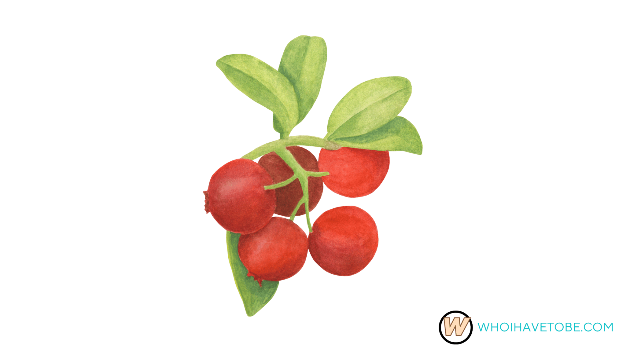 Lingonberry Crop Guide in Grow a Garden - Whoihavetobe